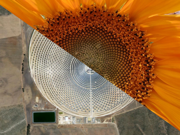 Biomimicry and Product Design: Taking inspiration from Nature