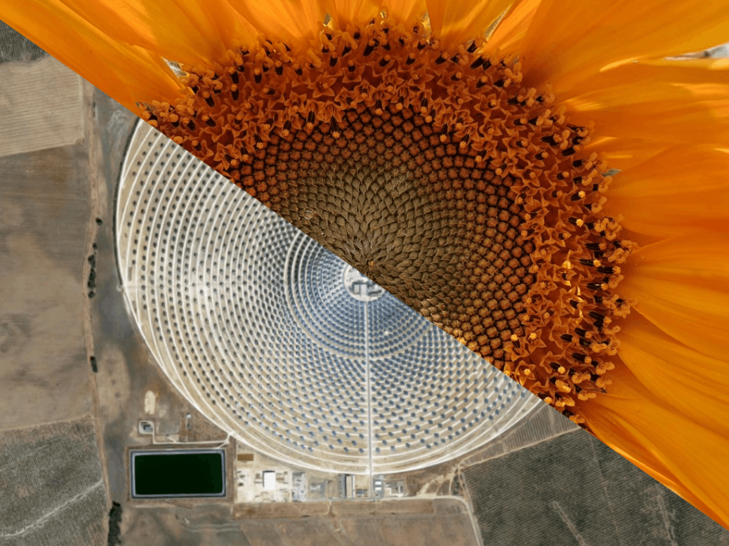 Biomimicry and Product Design: Taking inspiration from Nature